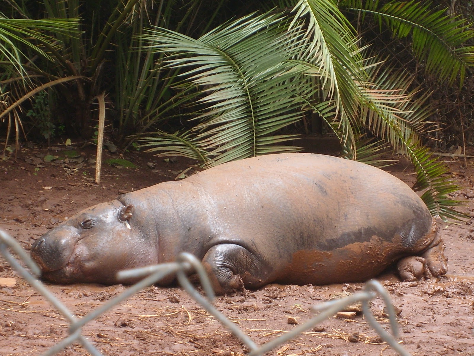 Greers in Kenya: Nairobi Safari Walk - Two trips on 8 and 26 December 2010