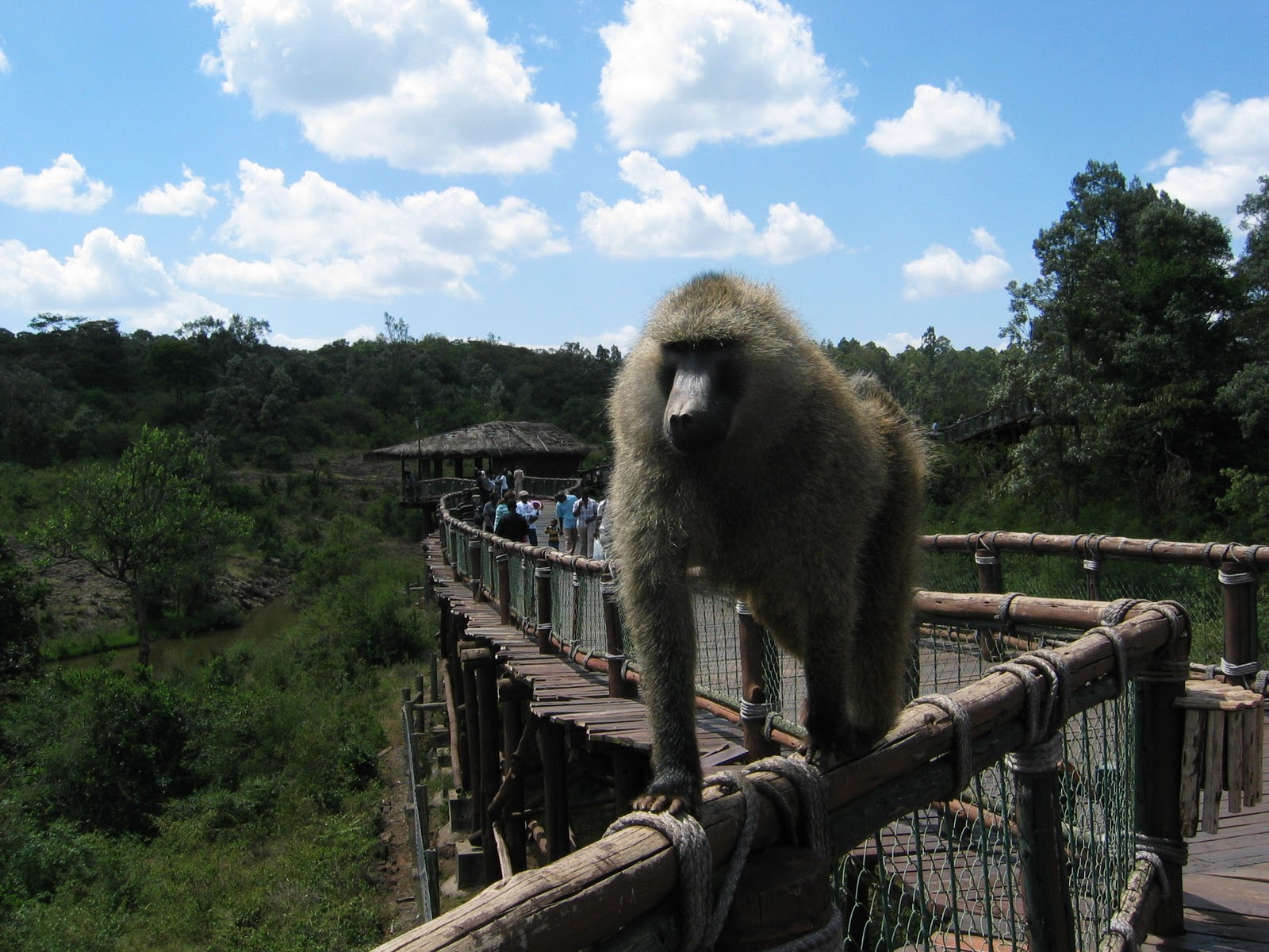 Greers in Kenya: Nairobi Safari Walk - Two trips on 8 and 26 December 2010