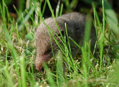 Musaranho-dos-dentes-vermelhos | Diversidade da Natureza