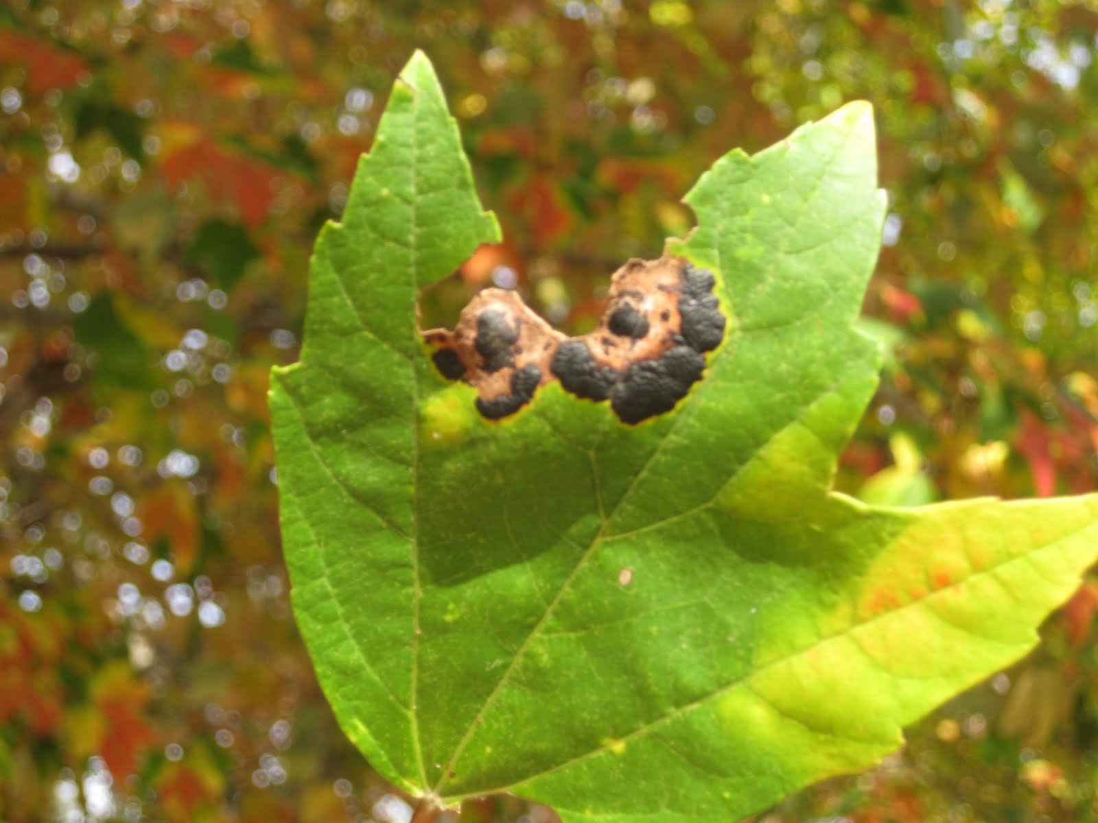 Offshoots: Tar Spot on Maple
