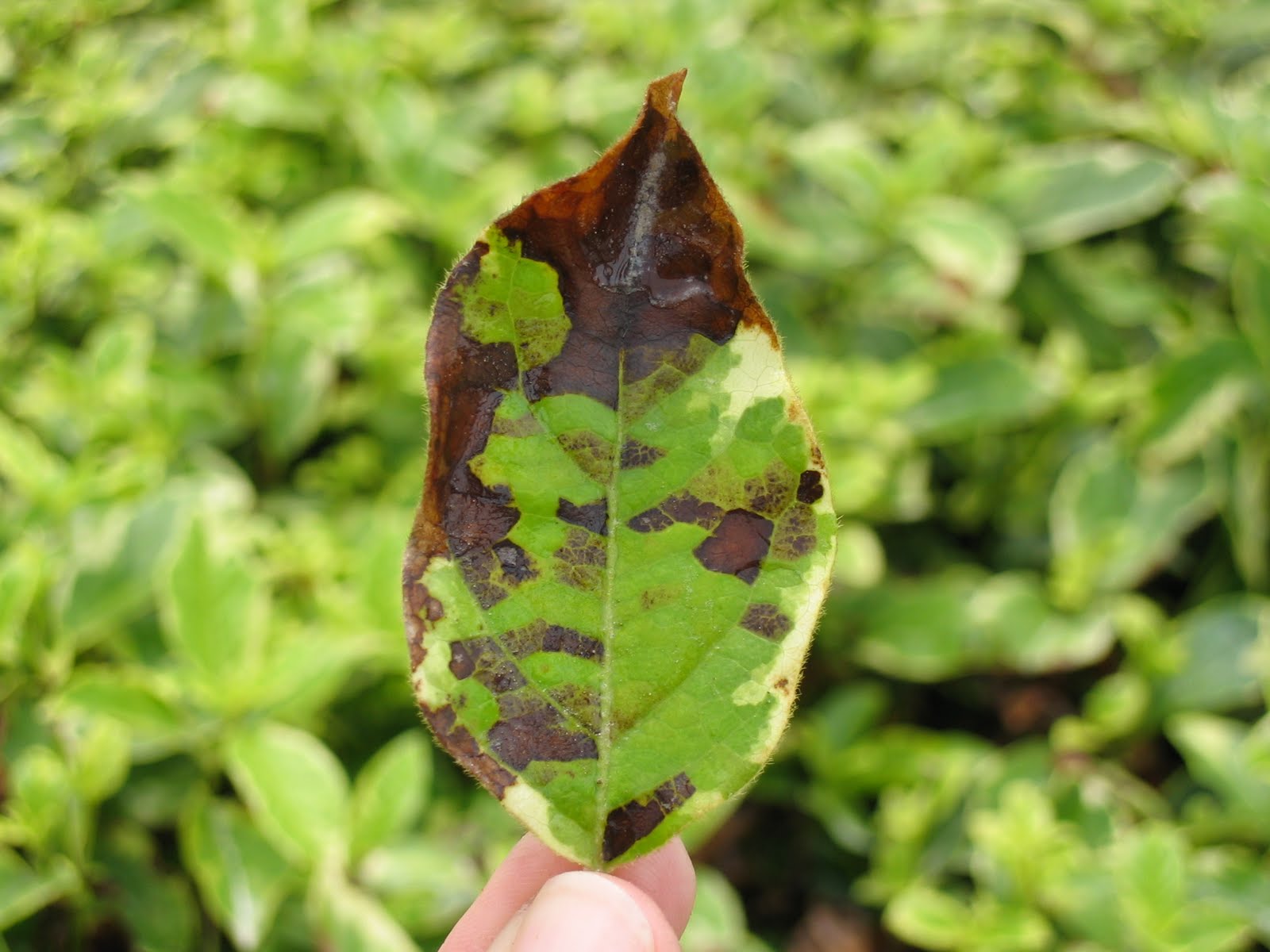 Offshoots: Late Summer Pest: Foliar Nematodes