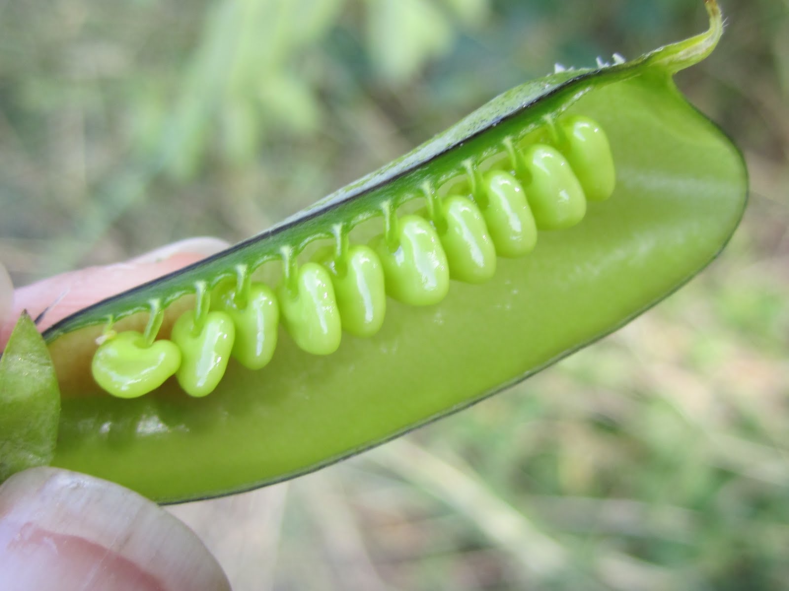 Offshoots Pods And Seeds