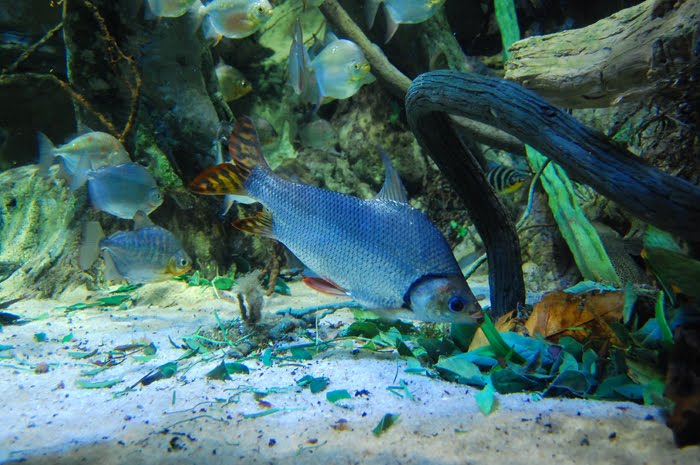 my blacks don't match: September 2010