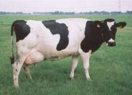 Belajar Ngeblog: jenis - jenis sapi