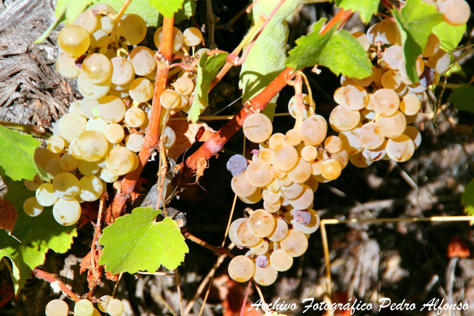 Zorro Corredero de Cadalso de los Vidrios: Albillo