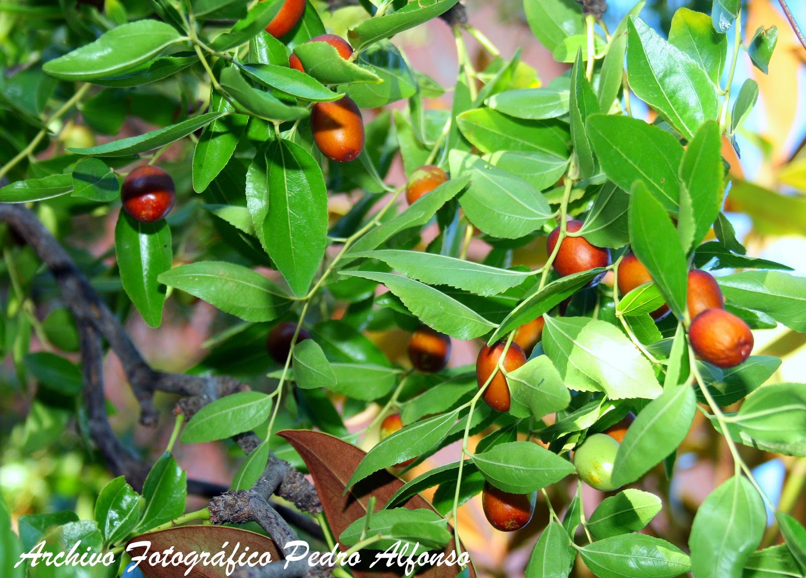 Zorro Corredero de Cadalso de los Vidrios: Azufaifas de Cadalso, todo ...