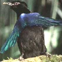 Birds of Paradise: Lophorina superba - Superb Bird-of-paradise