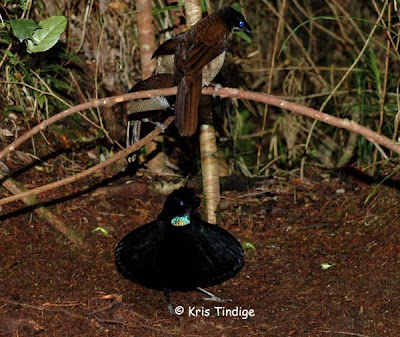 Birds of Paradise: Parotia sefilata - Western Parotia
