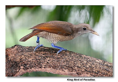 Birds of Paradise: Cicinnurus regius - King Bird-of-paradise
