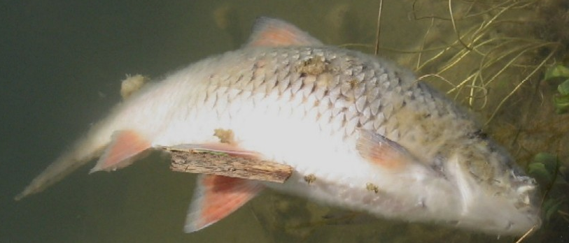 Pool 32 Mag: Why does dead fish turn their belly up?