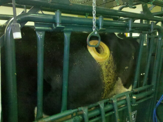 Inside the Mind of a Dysfunctional Kitsune: Comparatively Awesome