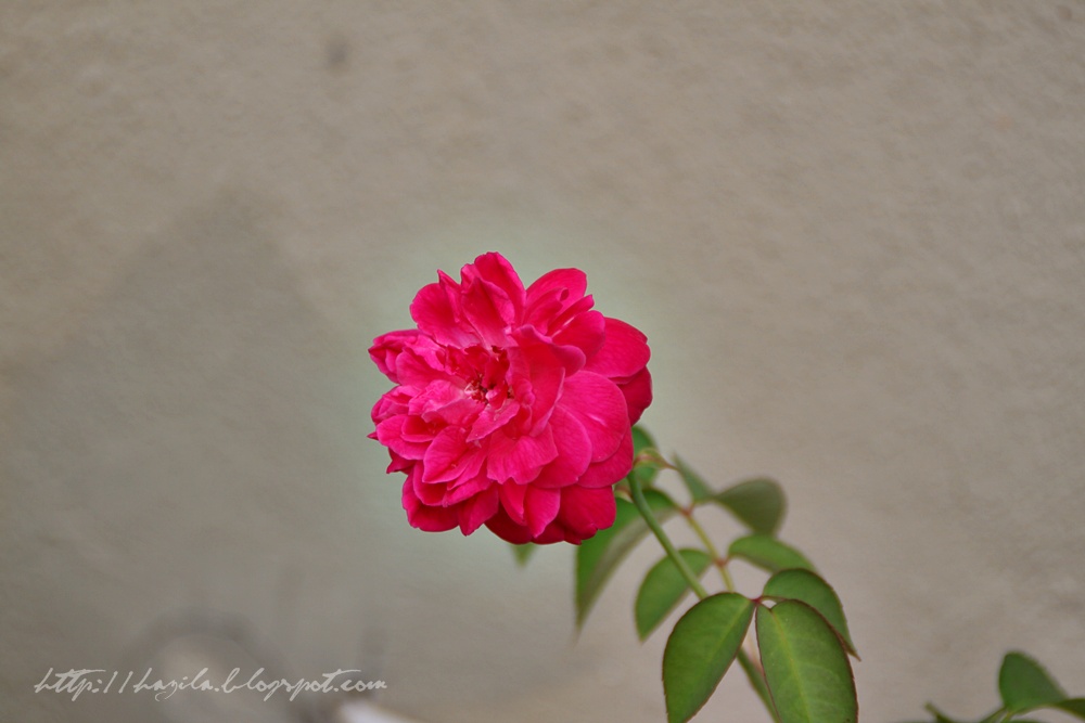 My Small Kitchen: Bunga Ros