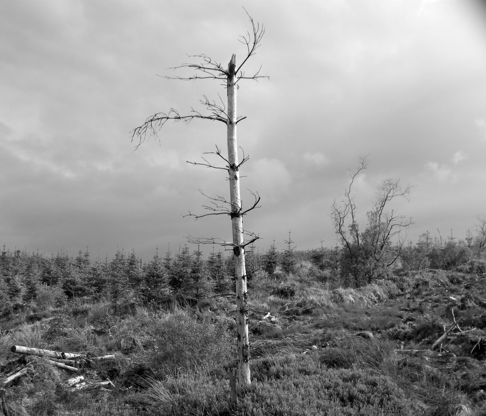 The Withered Tree | Nelius Flynn: Photographs