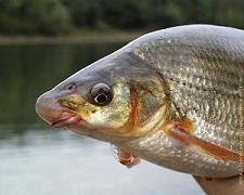 Plovkarenje ribolov: Skobalj