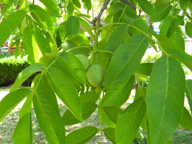 Prirodom do Zdravlja: Orah kao lijek crijevnih infekcija