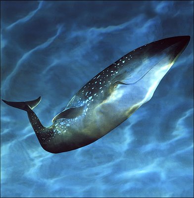 Plovkarenje ribolov: Plavi Kit (Blue Whale (Balaenoptera musculus)