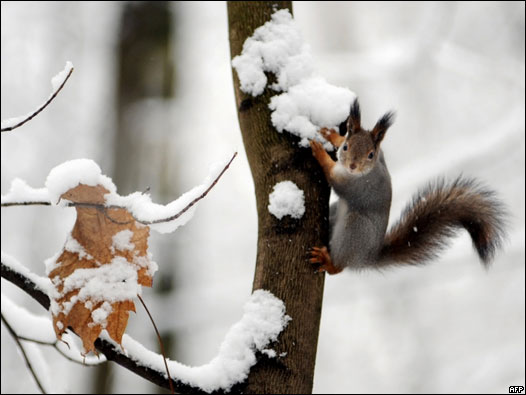 Anima-Blog: Primeras nieves de invierno
