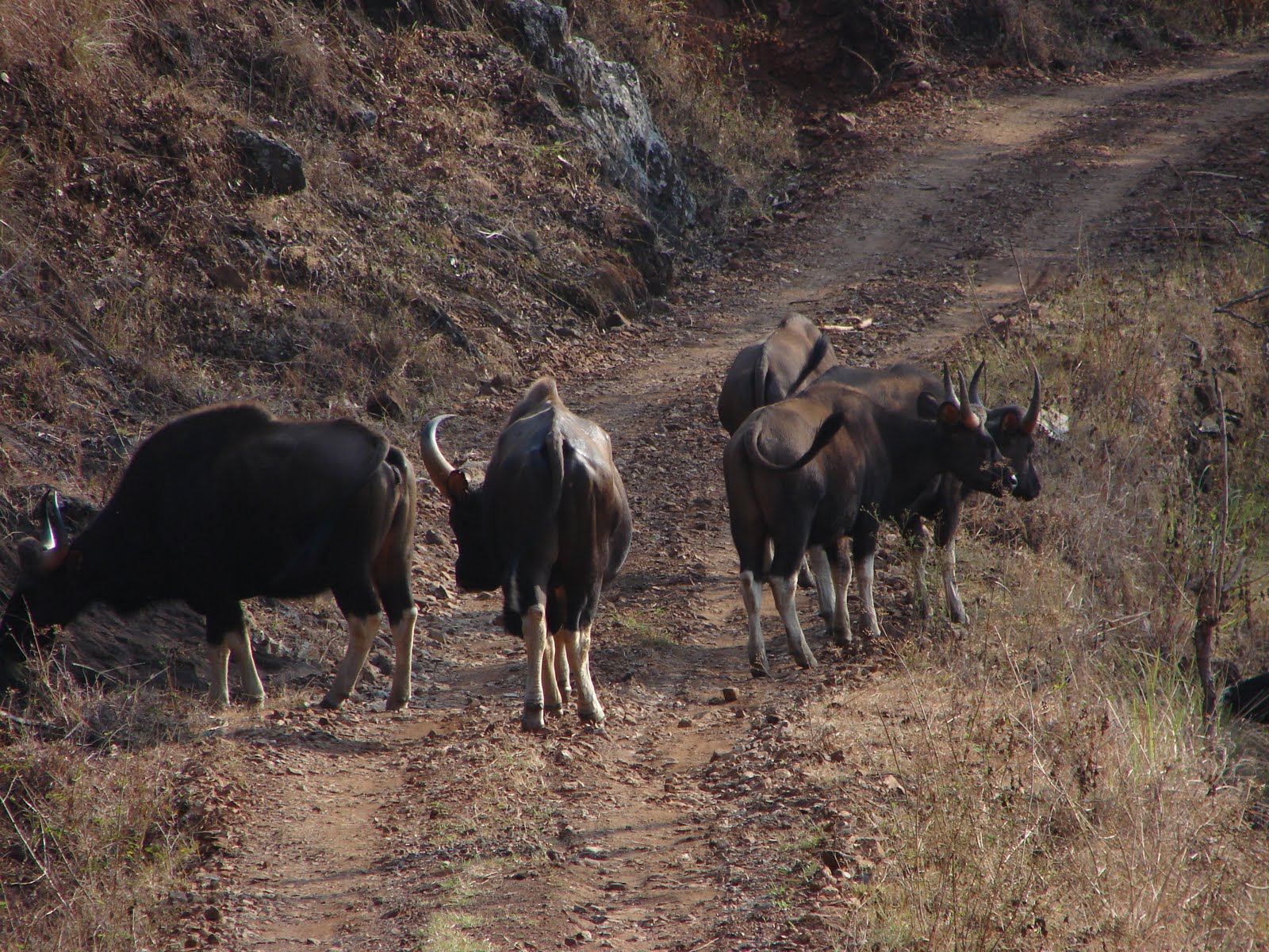 Musings on Living and Life: Foray into the wilderness - K gudi Camp