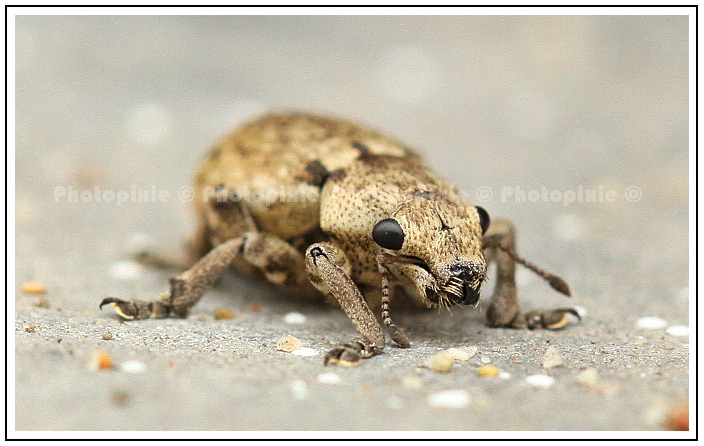 A Pixie's Eye View: The Weevil