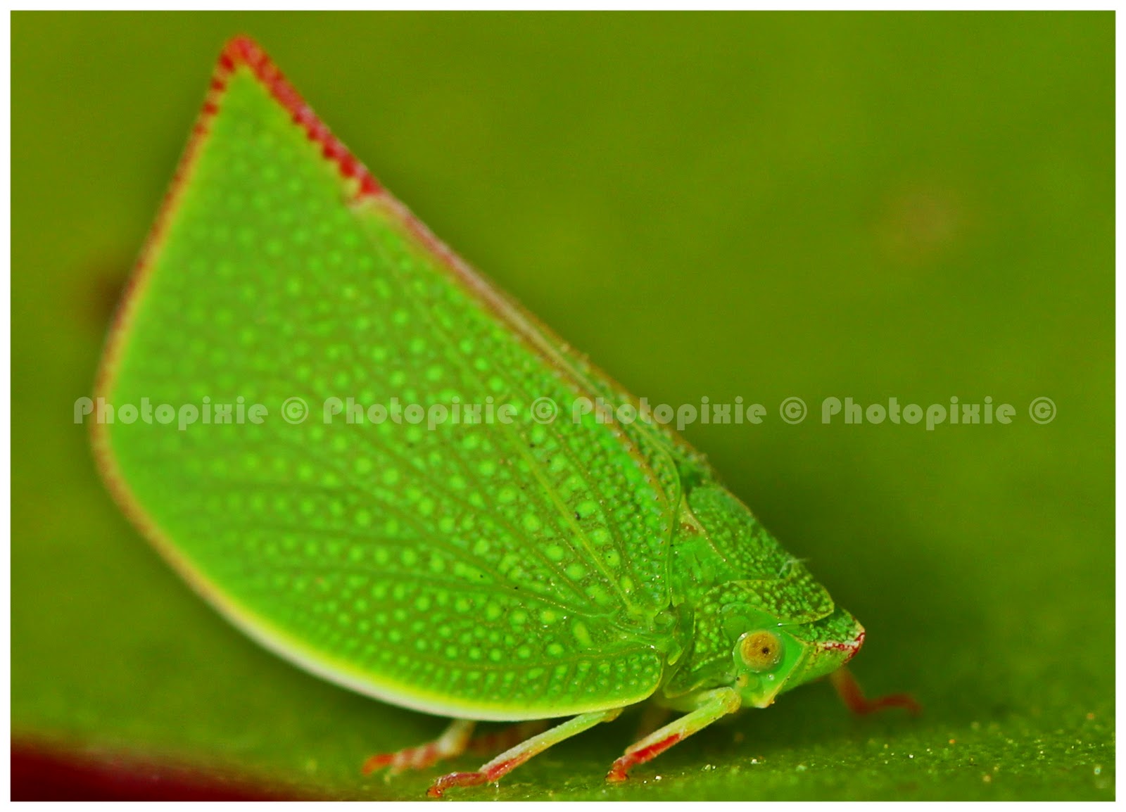 A Pixie's Eye View: Green Mottled Planthopper