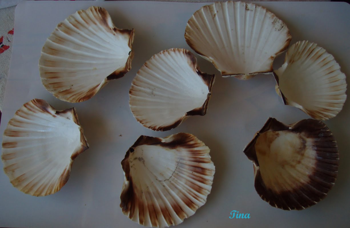 DalmaTinaArt: Školjkeeee :)