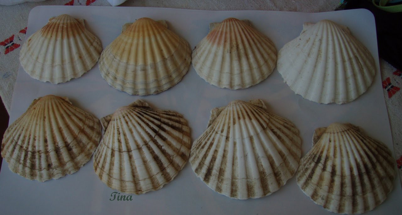 DalmaTinaArt: Školjkeeee :)