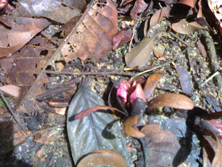 Walk and Trek Jungle Nature: Kapur tree (Dryobalanops aromatica) seed