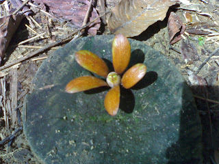 Walk and Trek Jungle Nature: Kapur tree (Dryobalanops aromatica) seed