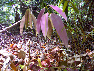 Walk and Trek Jungle Nature: Kapur tree (Dryobalanops aromatica) seed