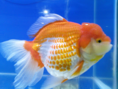 Absolute Me: Nice fish photo collection