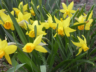 Heart Song: Daffy Down Dilly