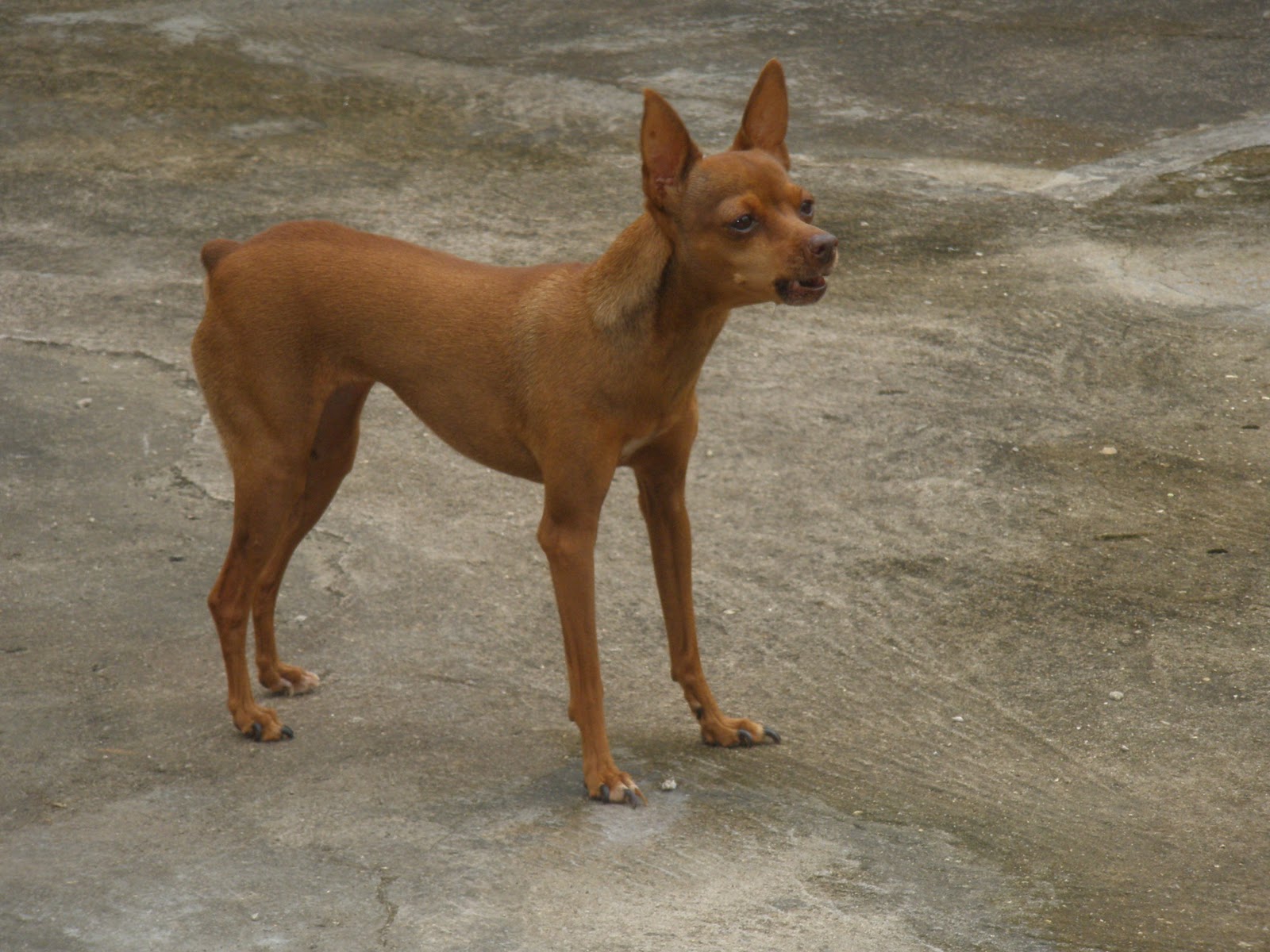 Pinscher.com.br