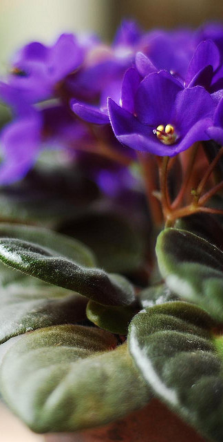 Havana Flowers: Violetas!