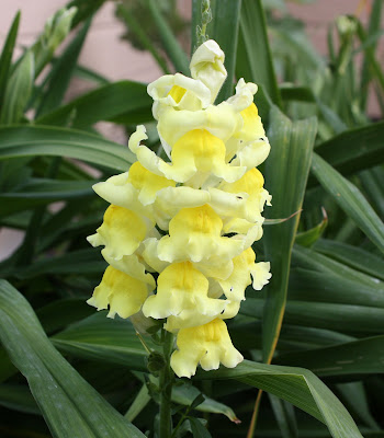 Boise Daily Photo Garden Shot: Yellow Snapdragon