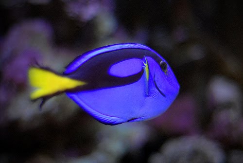 duifalbero: dory fish