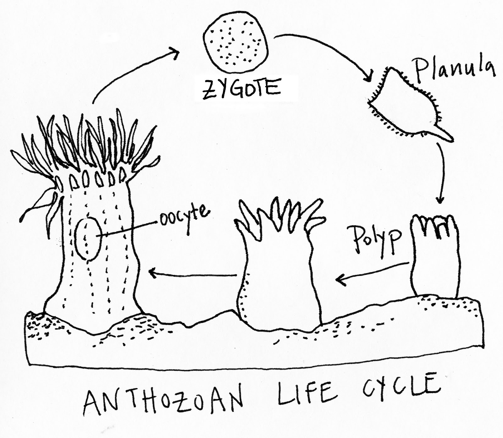 Small and Tender: Mug Shots