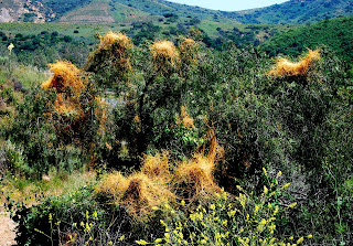 Eternal Youth of Nature: Witch's Hair