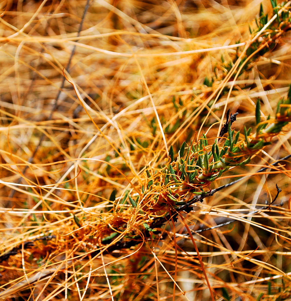 Eternal Youth of Nature: Witch's Hair