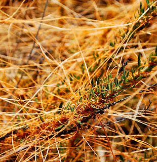 Eternal Youth of Nature: Witch's Hair