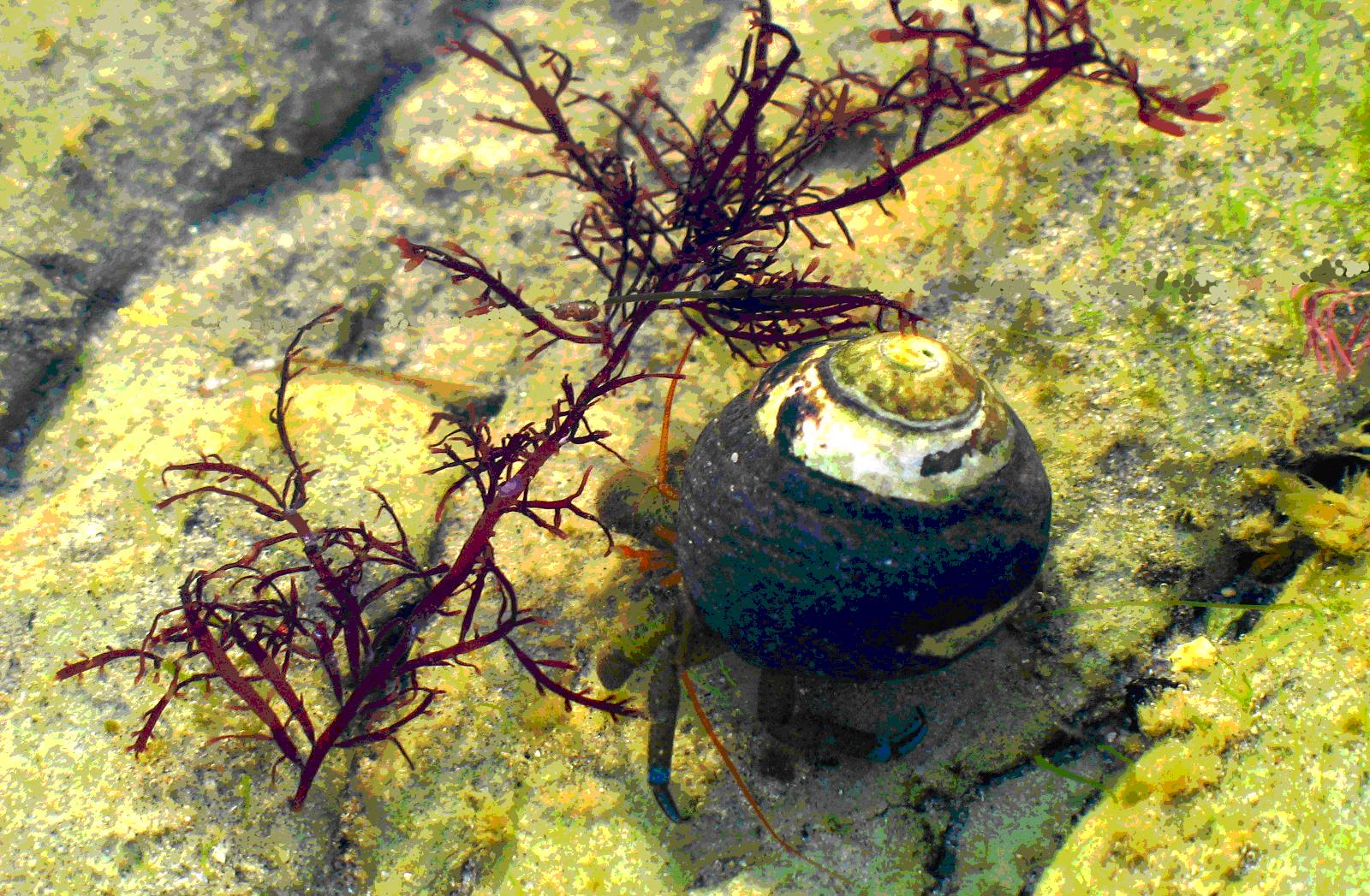 Eternal Youth of Nature: The Blue Banded Hermit Crab