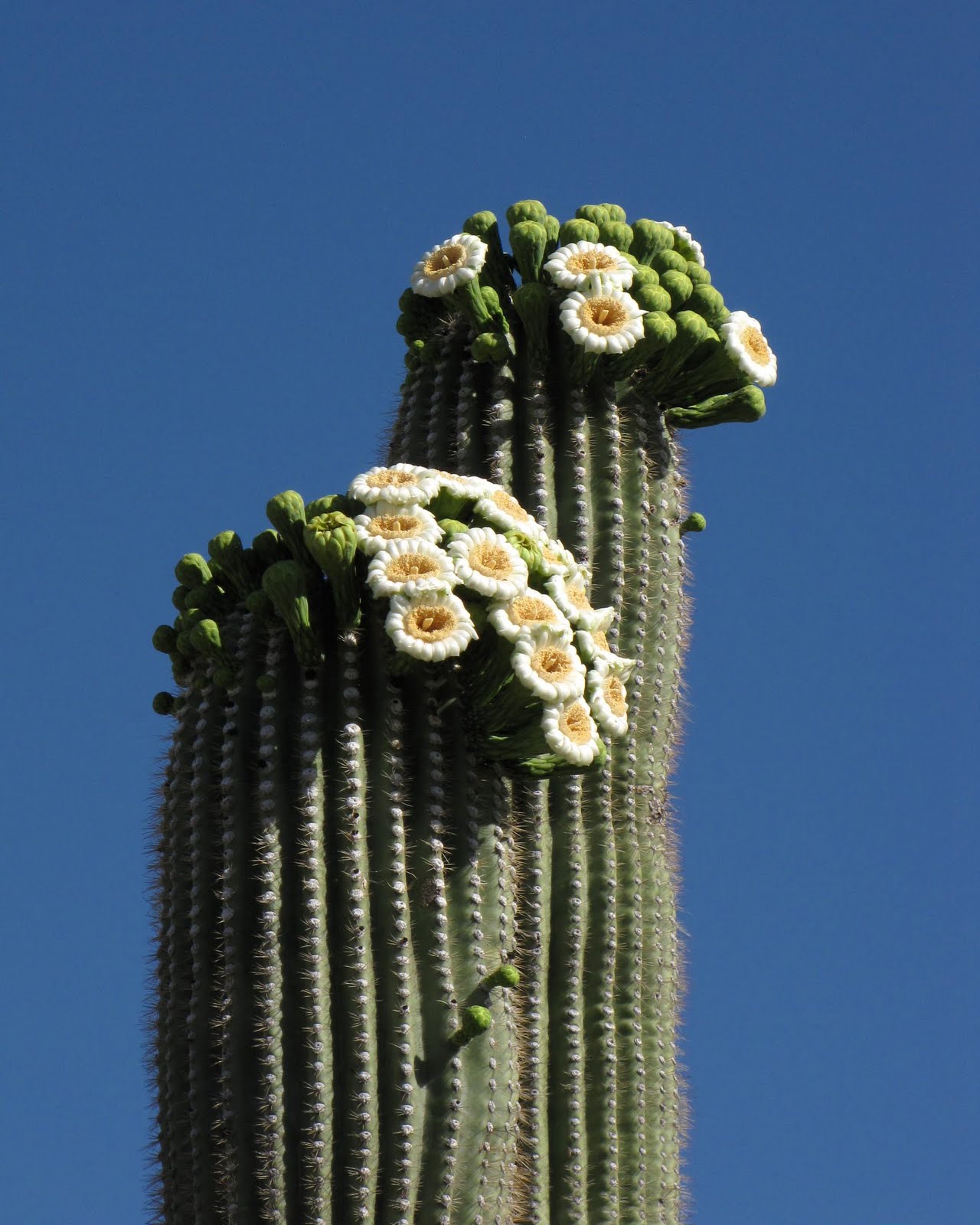 Desert Colors: Skywatch - Blooming Cactus