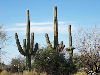 Sabino Canyon: Cell Tower Cacti