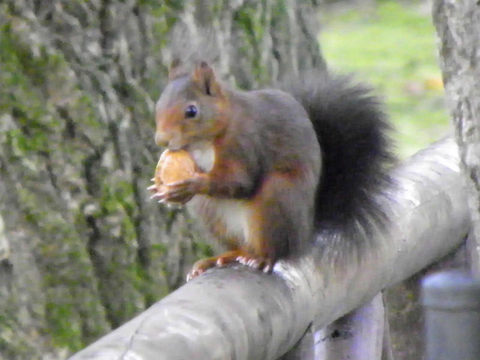 DIGISCOPING desde ASTURIAS: ARDILLA COMÚN.-Sciurus vulgaris