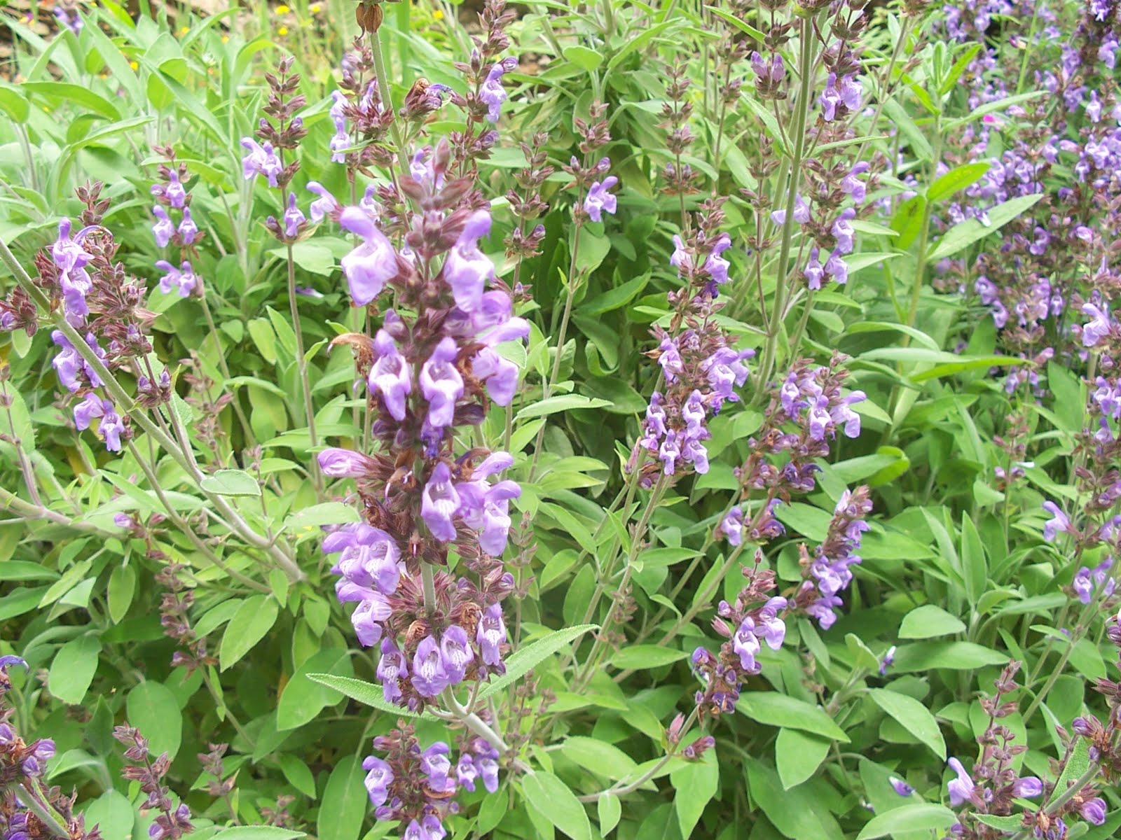 DIGISCOPING desde ASTURIAS: MELISA o Toronjil.-Melissa officinalis