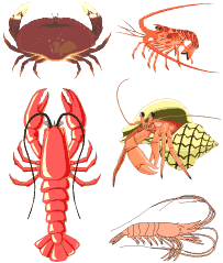 ANIMALES: CRUSTACEOS