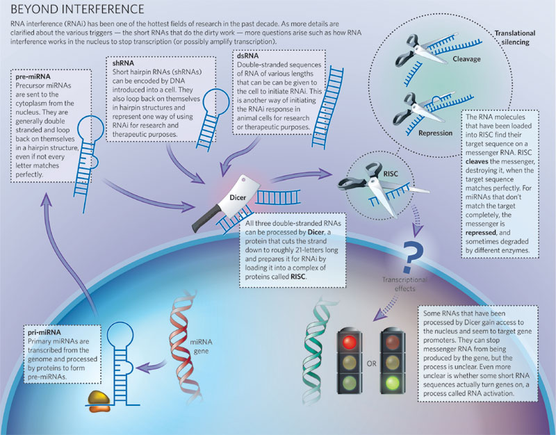 small interfering RNA: RNA silencing… or activation? A look on a ...