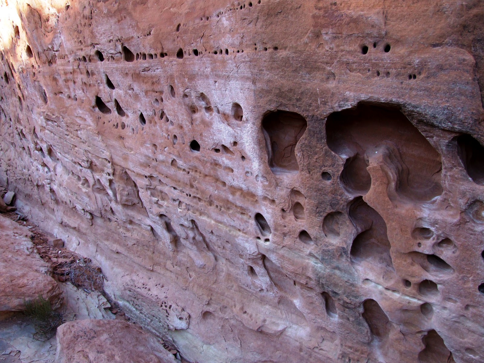 Skunk Tracks: Fall in Grand Junction