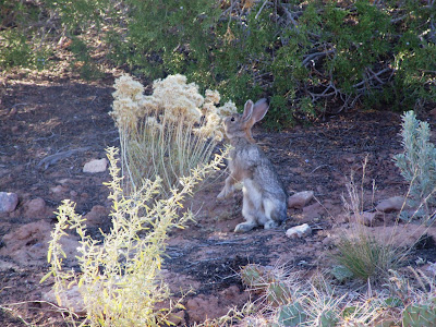 Skunk Tracks: Fall in Grand Junction
