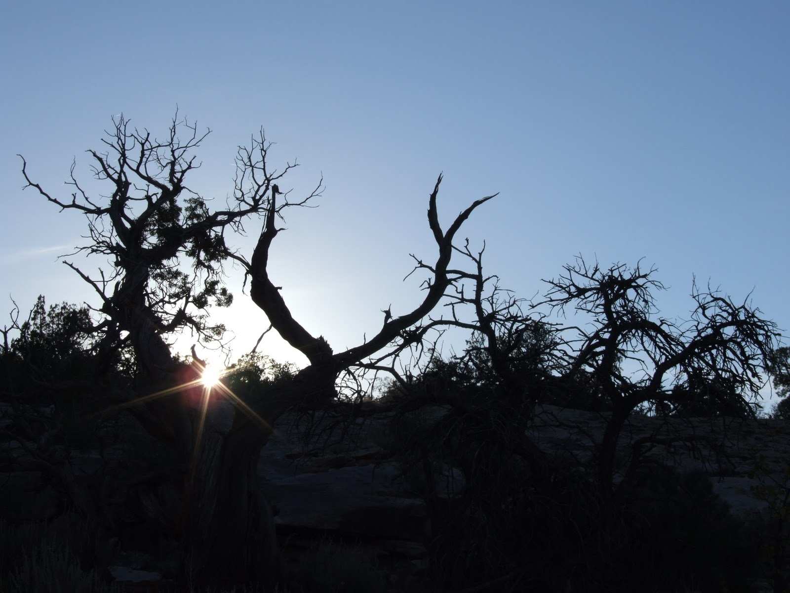 Skunk Tracks: Fall in Grand Junction