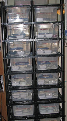 Sunshine Leopard Geckos